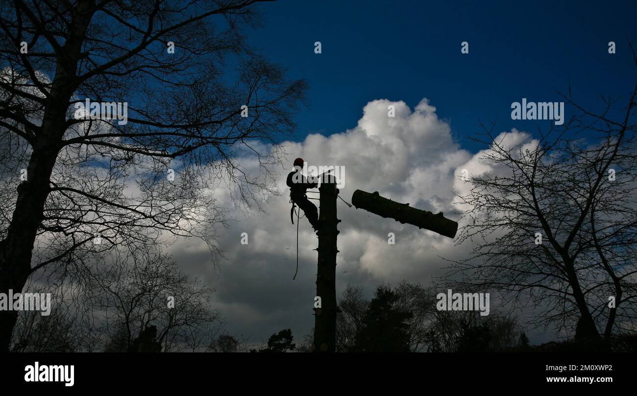 Woodcutter in action in denmark Stock Photo - Alamy