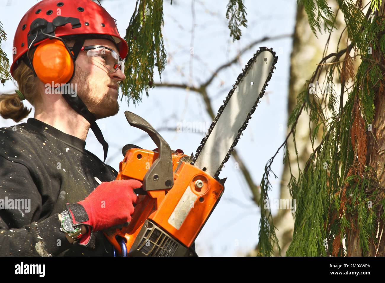 Woodcutter in action in denmark Stock Photo - Alamy