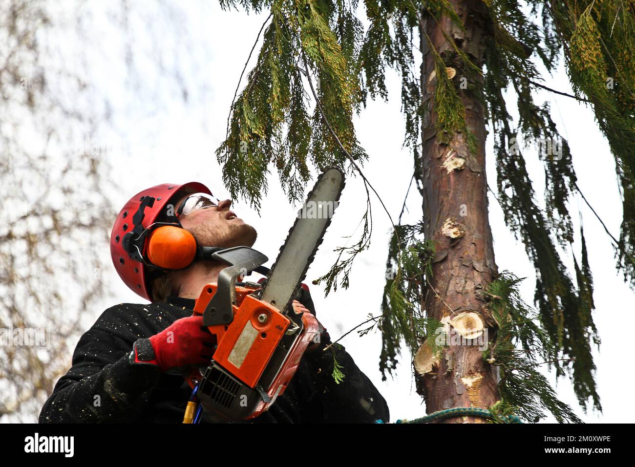 Woodcutter in action in denmark Stock Photo - Alamy