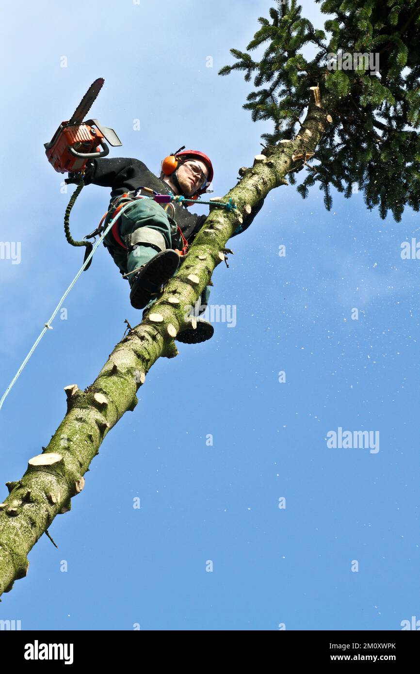Woodcutter in action in denmark Stock Photo - Alamy