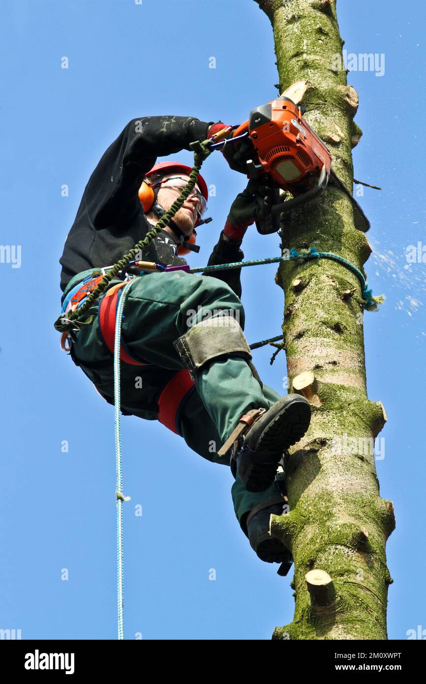 Woodcutter in action in denmark Stock Photo - Alamy