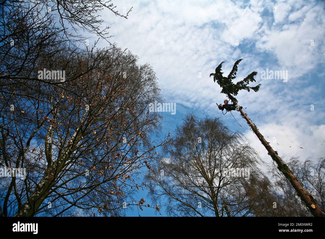 Woodcutter in action in denmark Stock Photo - Alamy