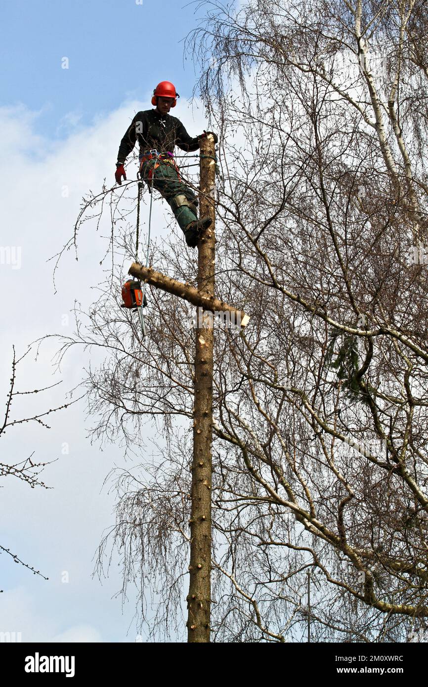 Woodcutter in action in denmark Stock Photo - Alamy