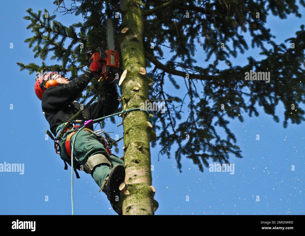 Woodcutter in action in denmark Stock Photo - Alamy