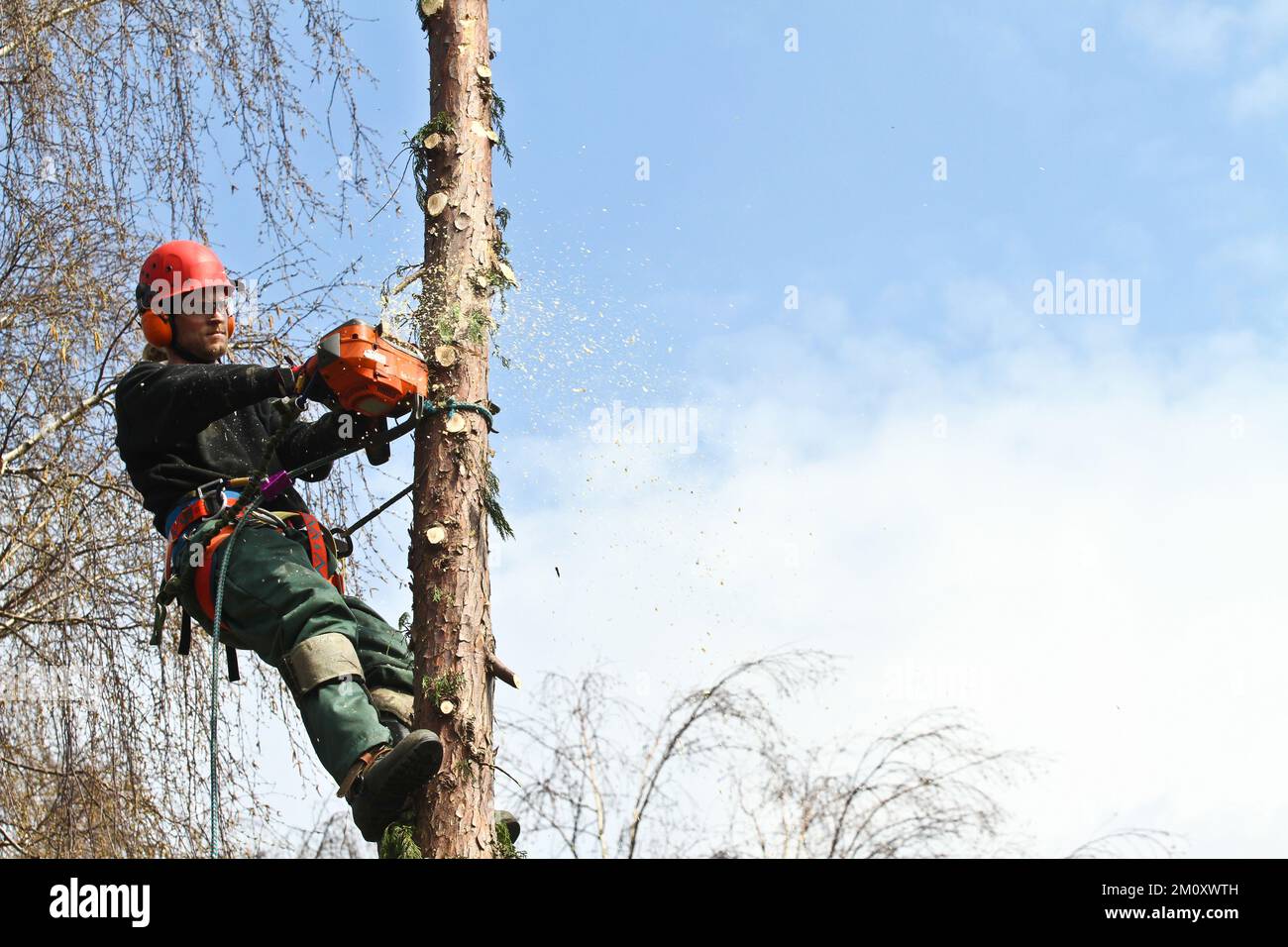 Woodcutter in action in denmark Stock Photo - Alamy