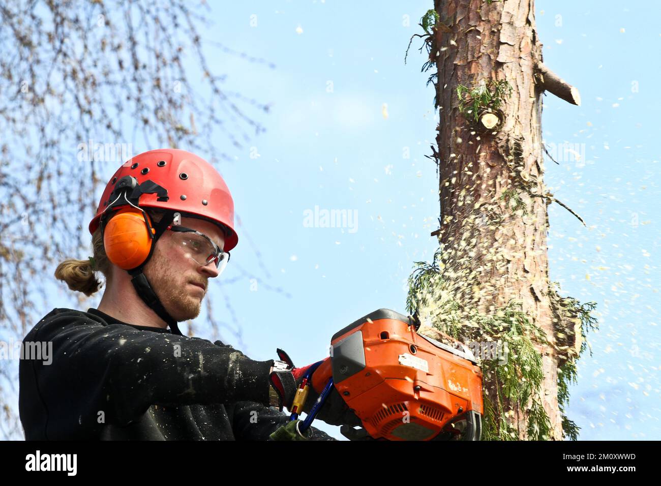 Woodcutter in action in denmark Stock Photo - Alamy
