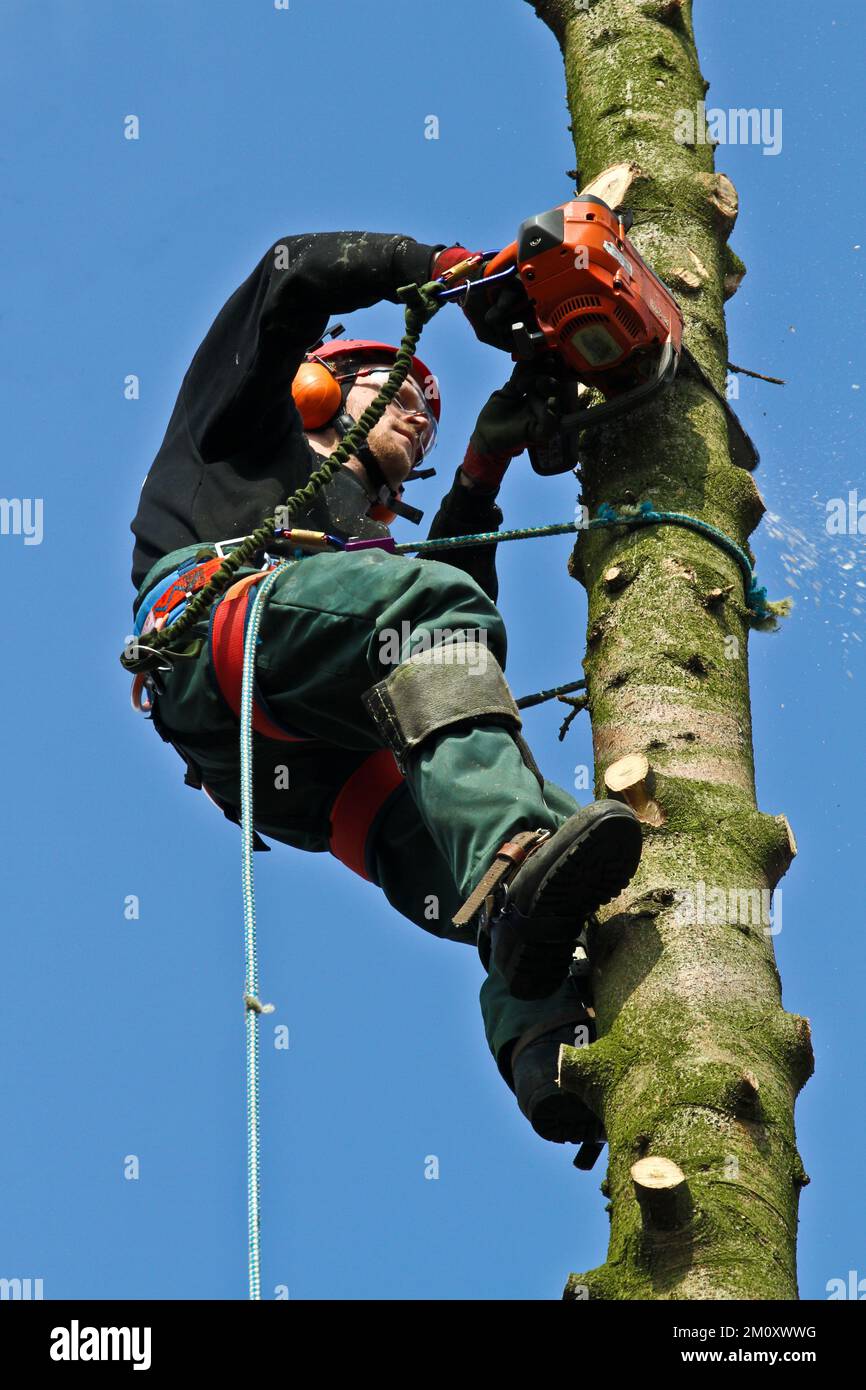 Woodcutter in action in denmark Stock Photo - Alamy