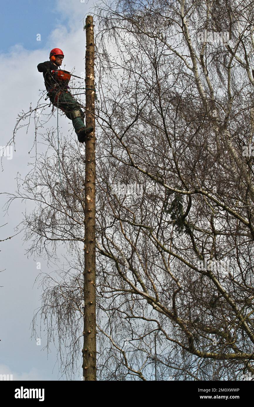 Woodcutter in action in denmark Stock Photo - Alamy