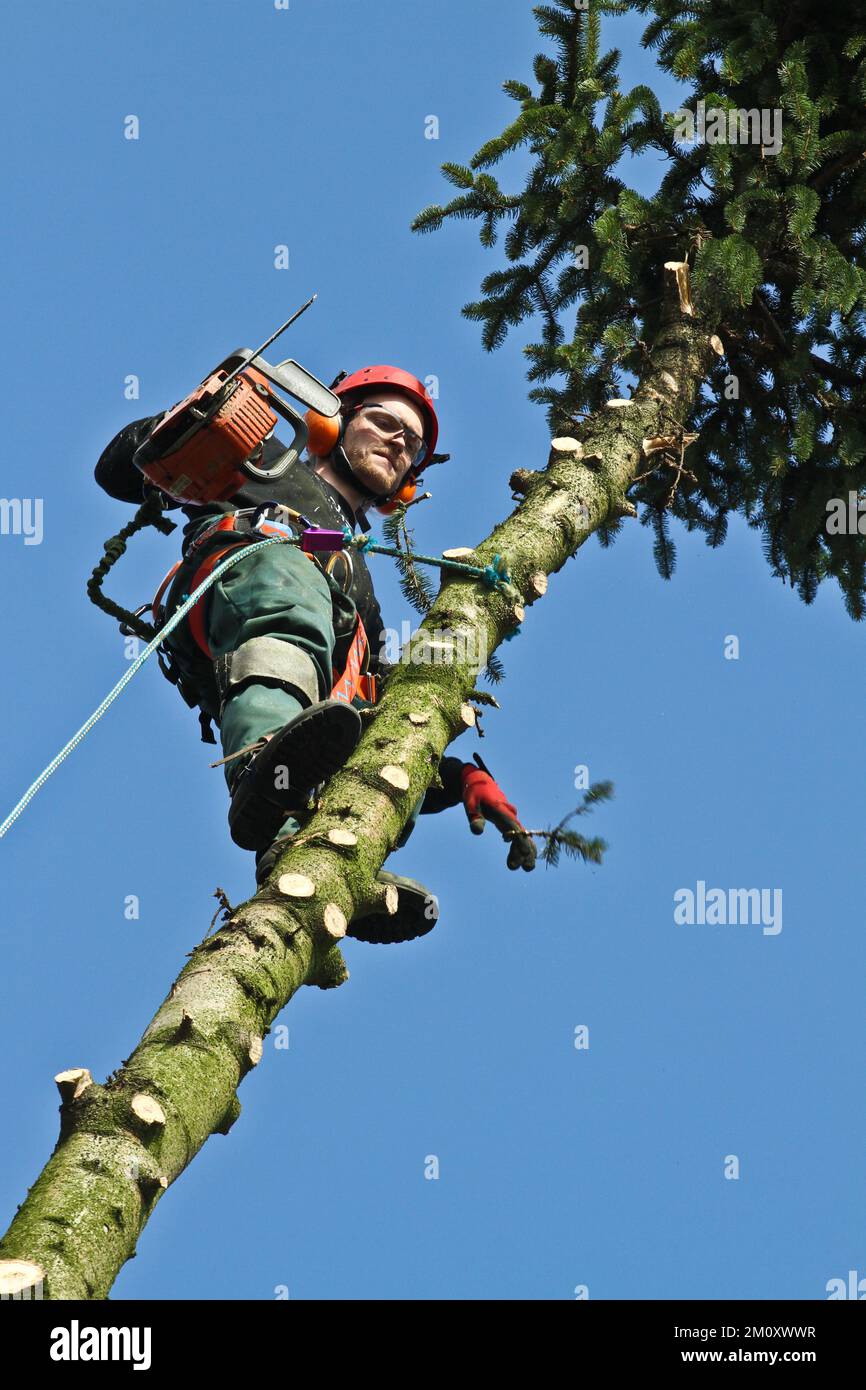Woodcutter in action in denmark Stock Photo - Alamy