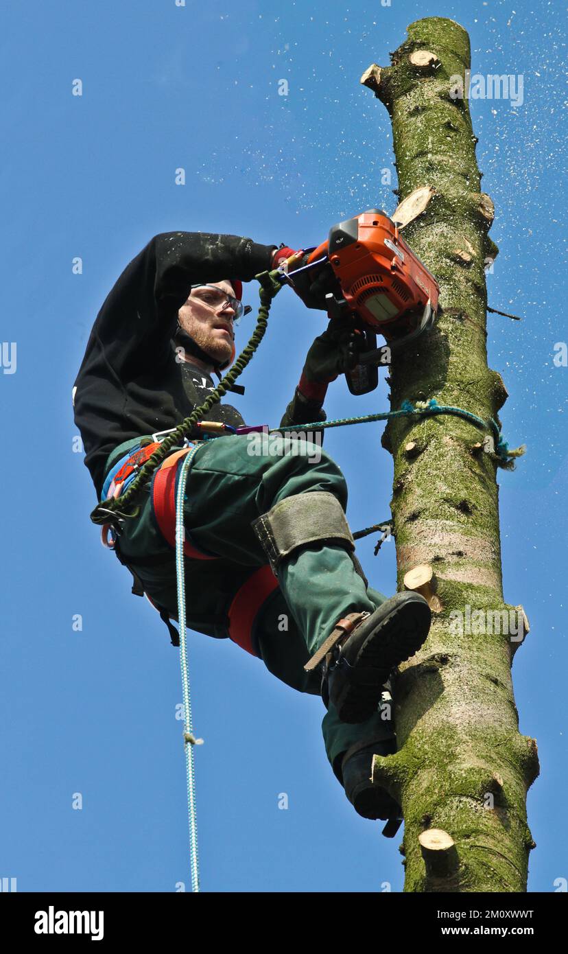 Woodcutter in action in denmark Stock Photo - Alamy