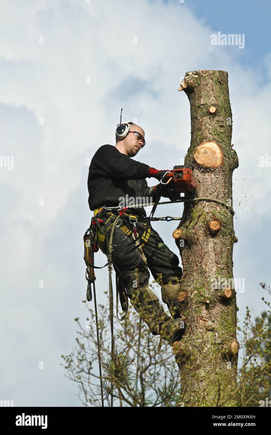 Woodcutter in action in denmark Stock Photo - Alamy