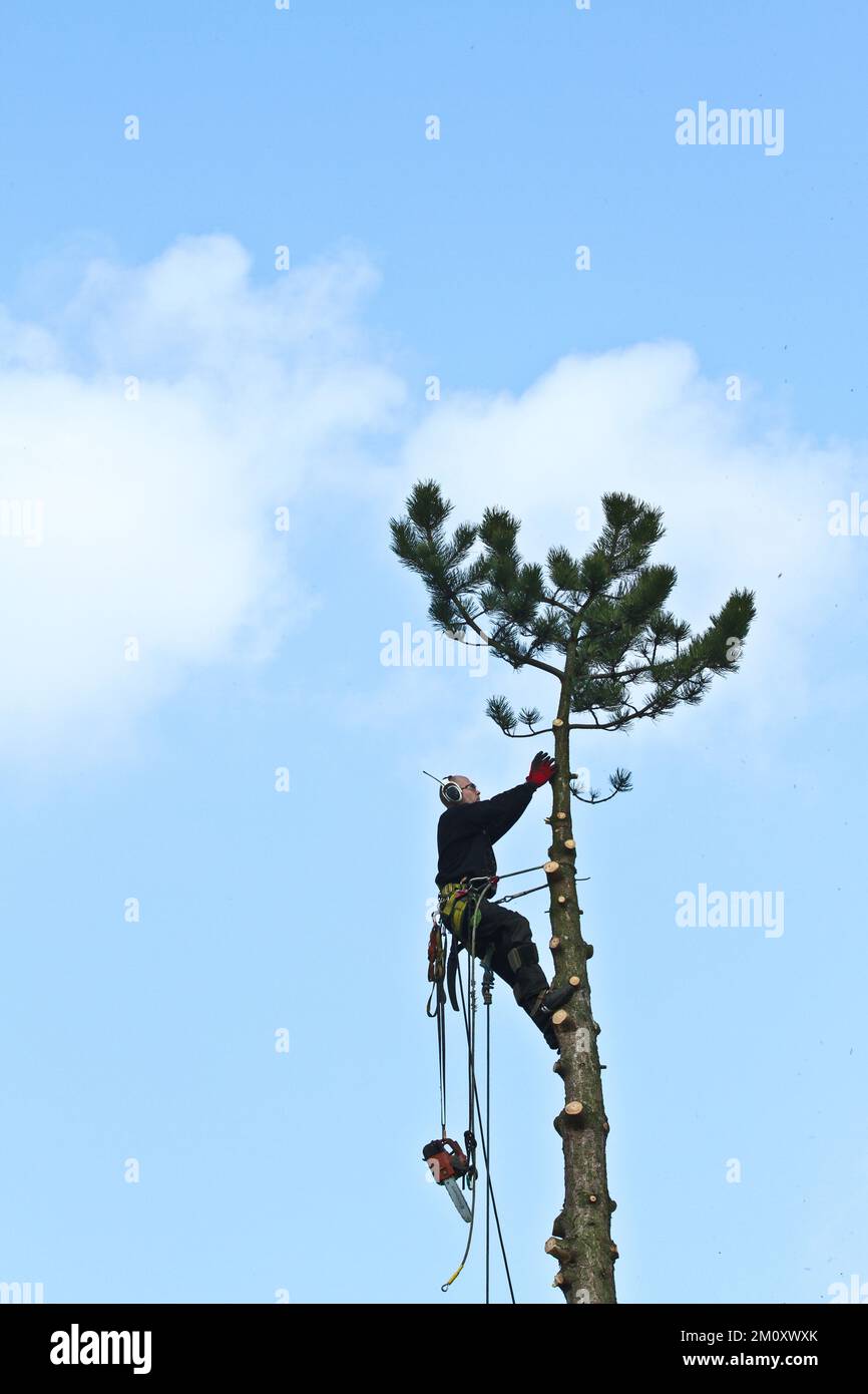 Woodcutter in action in denmark Stock Photo - Alamy