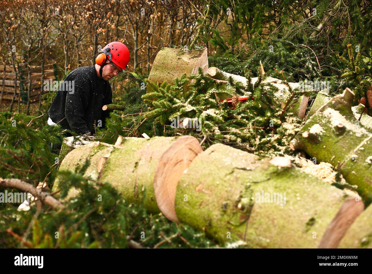 Woodcutter in action in denmark Stock Photo - Alamy