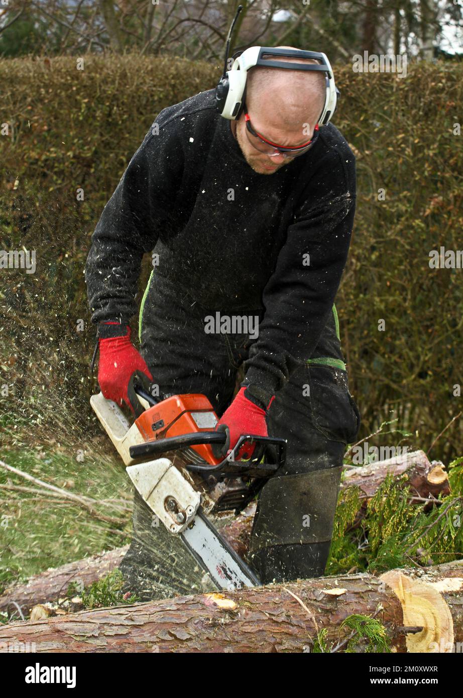 Woodcutter in action in denmark Stock Photo - Alamy