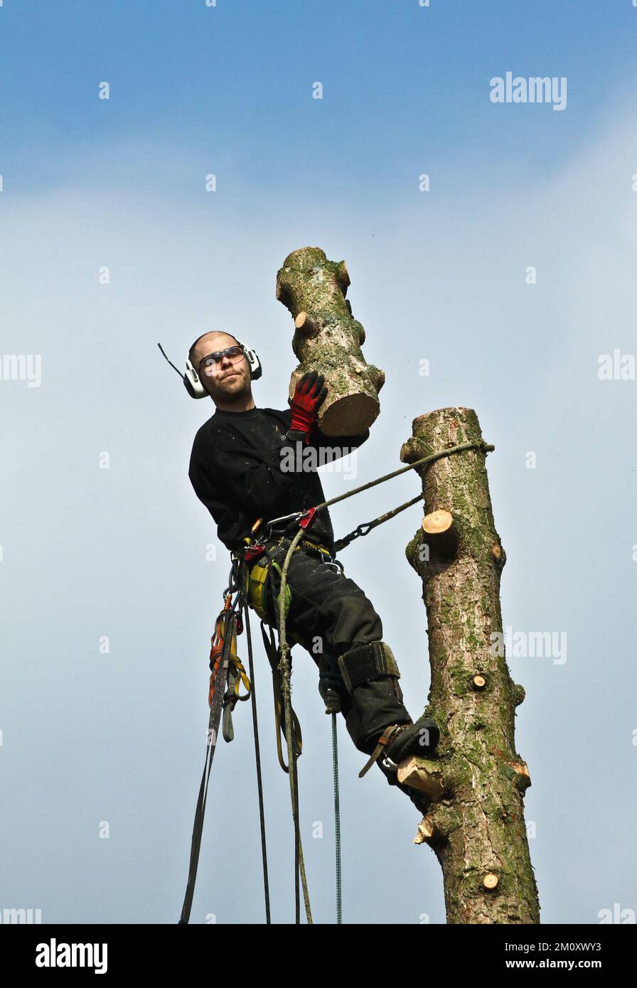 Woodcutter in action in denmark Stock Photo - Alamy