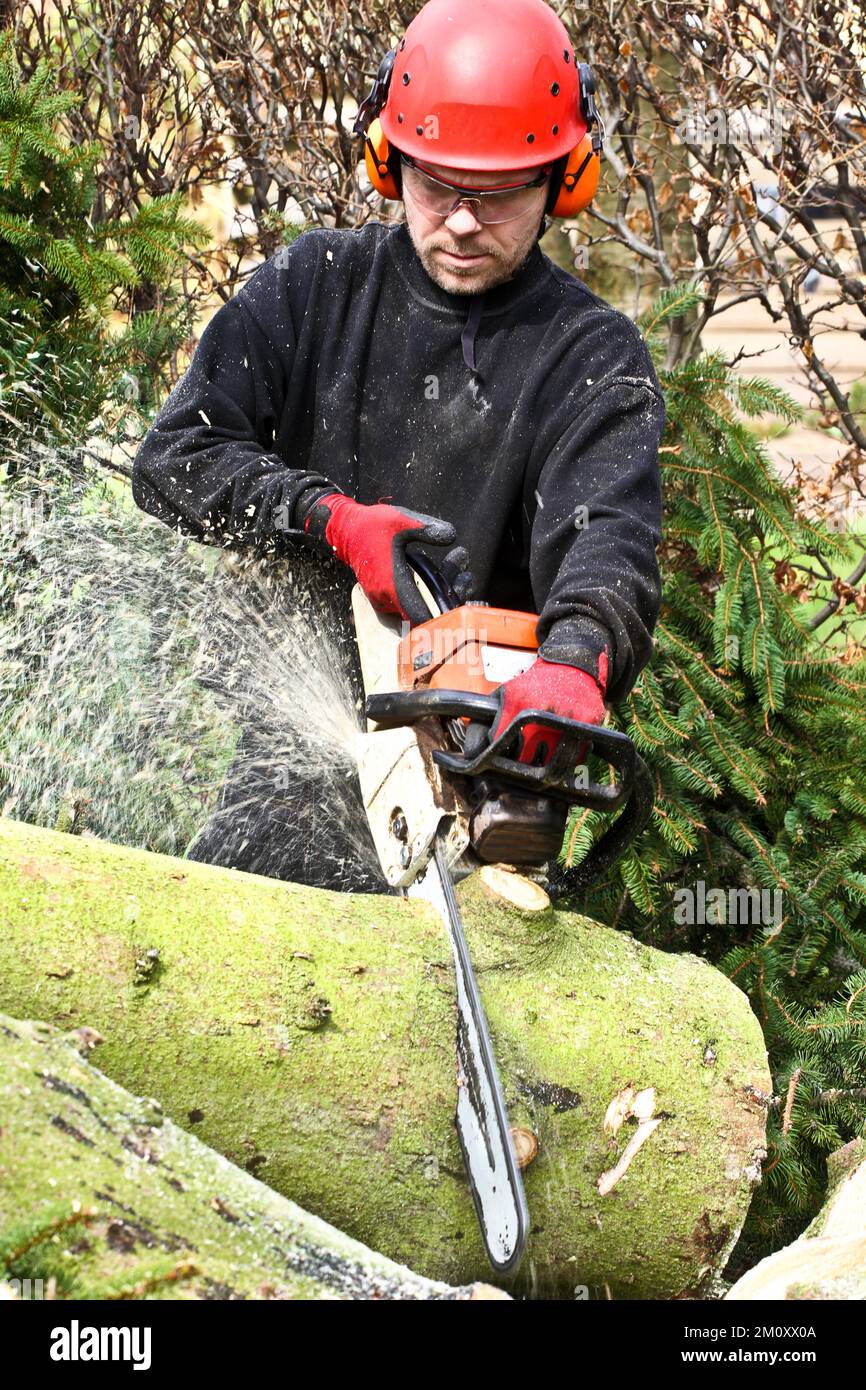 Woodcutter in action in denmark Stock Photo - Alamy