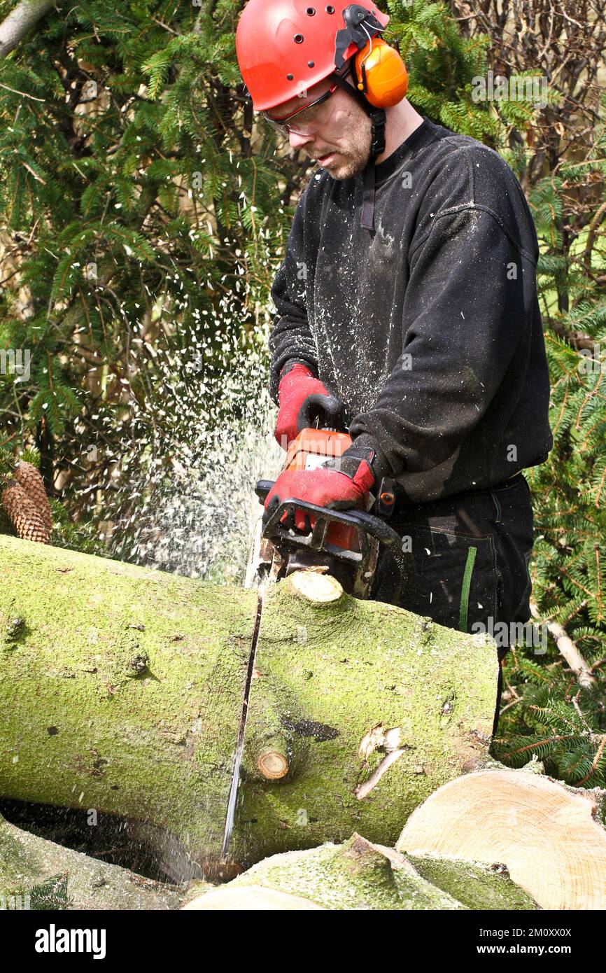 Woodcutter in action in denmark Stock Photo - Alamy