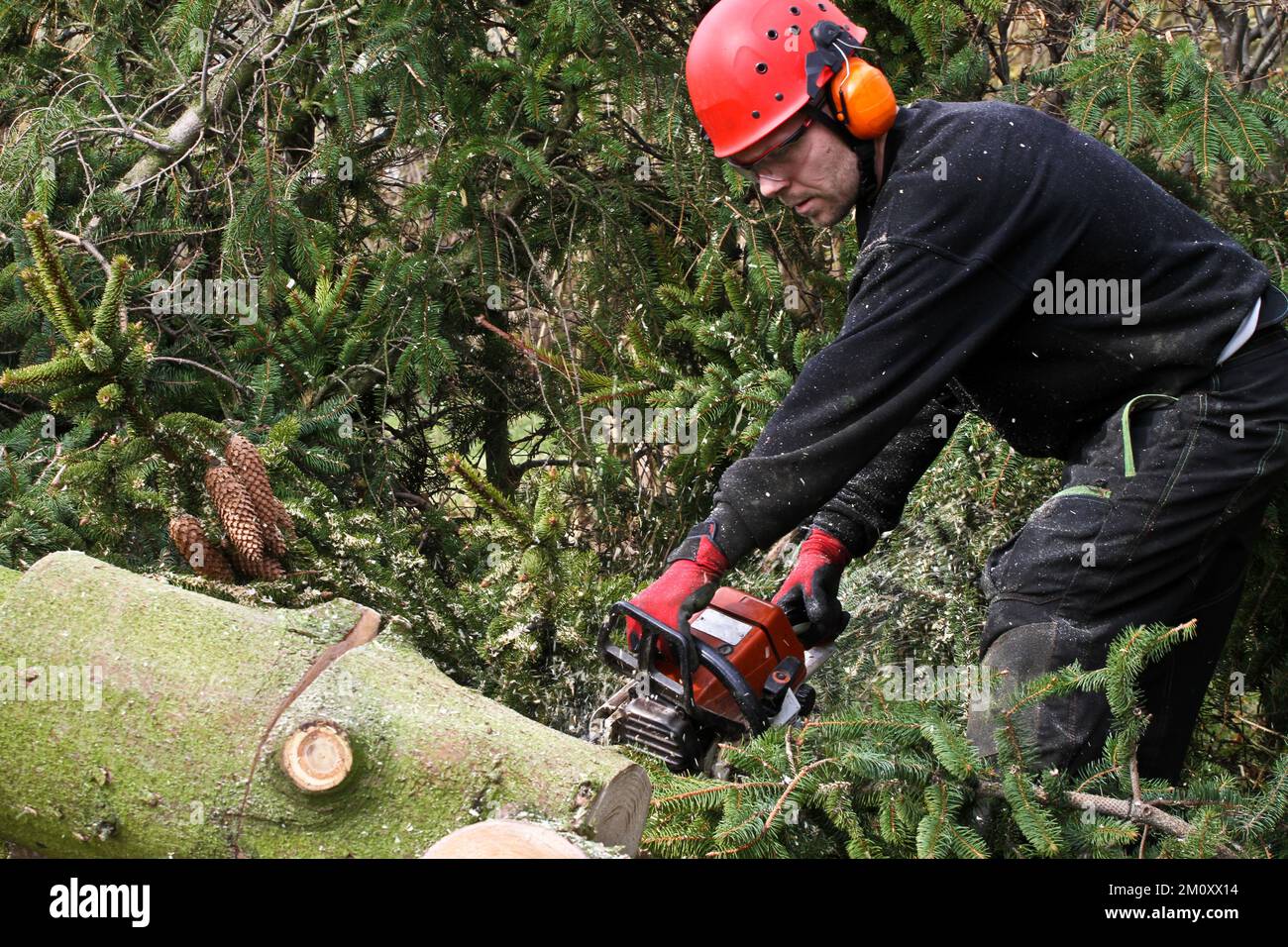 Woodcutter in action in denmark Stock Photo - Alamy