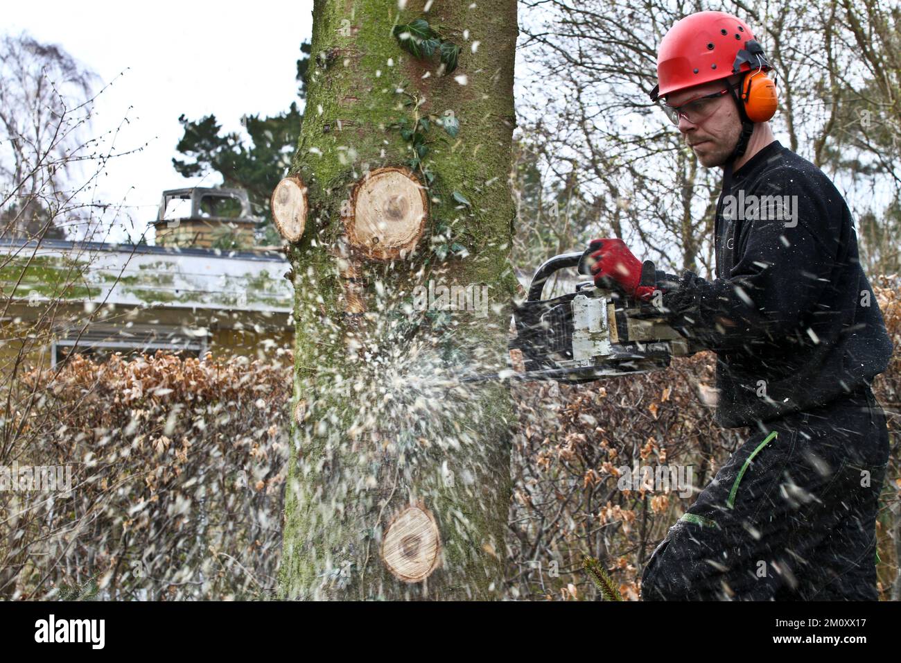 Woodcutter in action in denmark Stock Photo - Alamy