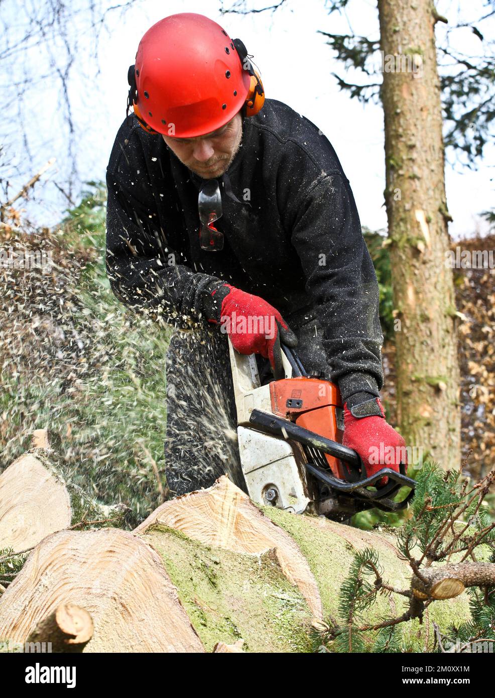 Woodcutter in action in denmark Stock Photo - Alamy