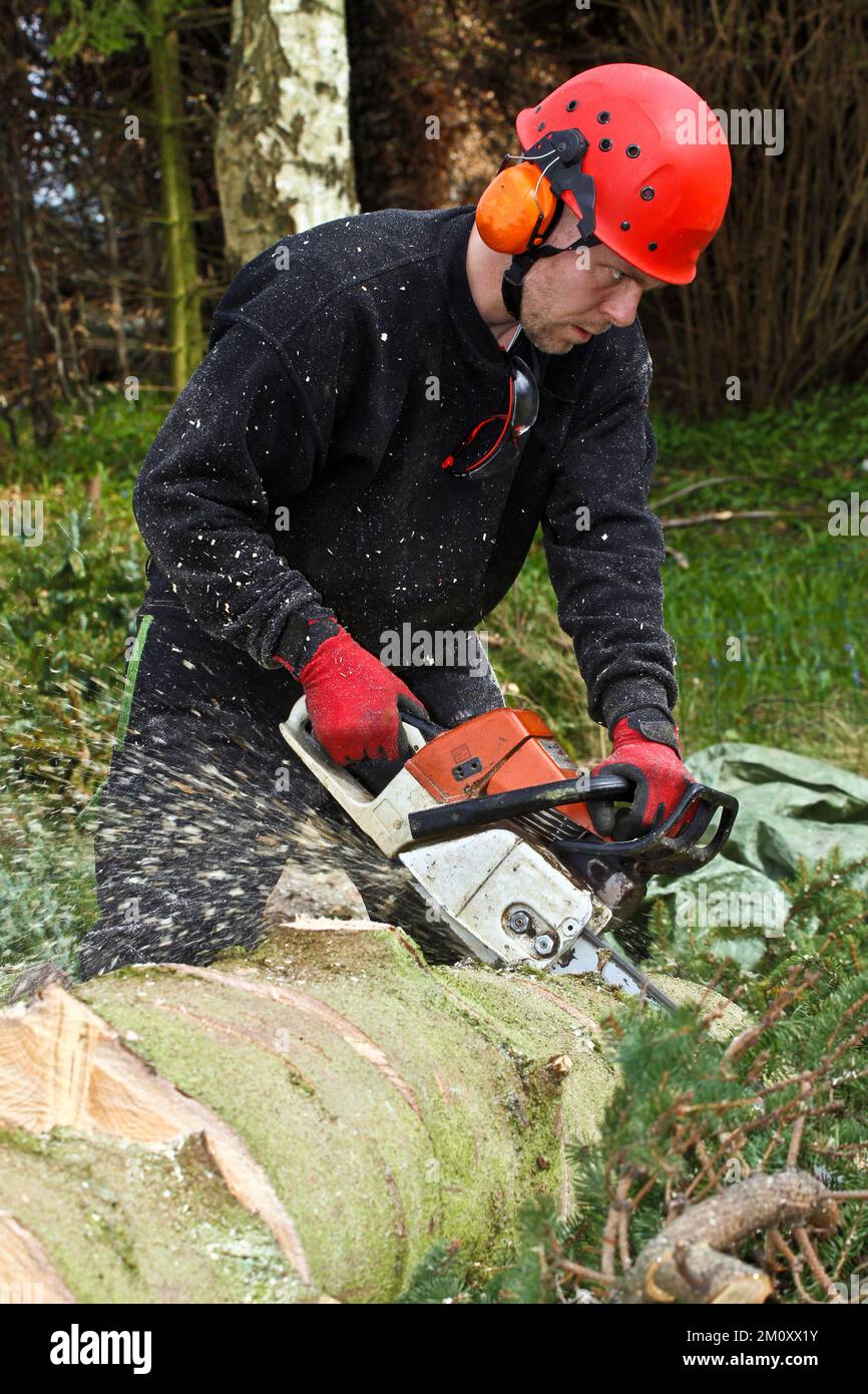 Woodcutter in action in denmark Stock Photo - Alamy