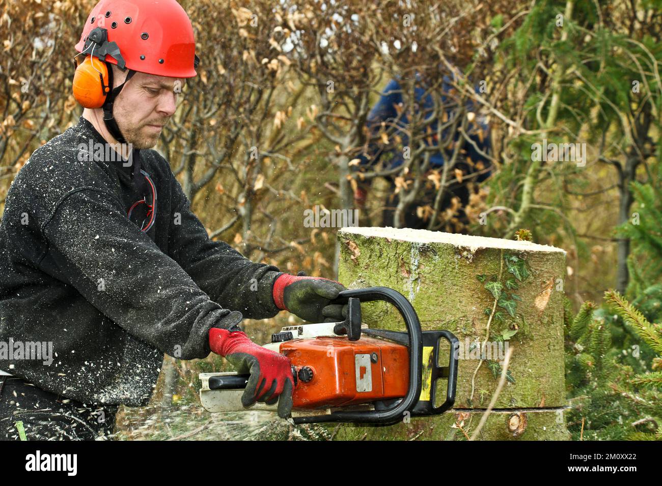 Woodcutter in action in denmark Stock Photo - Alamy