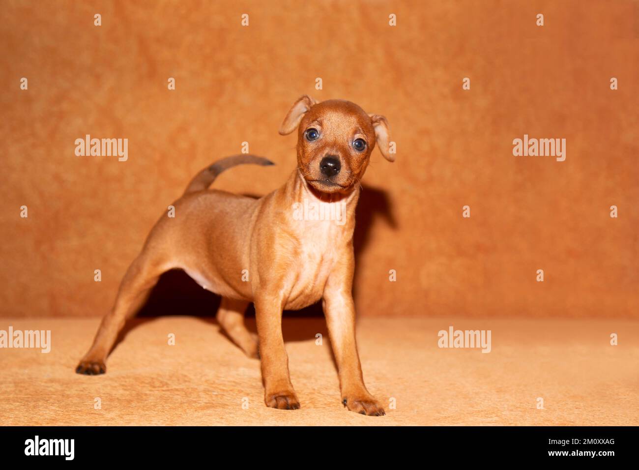 A miniature pinscher puppy is standing on the couch. Cute ginger puppy ...