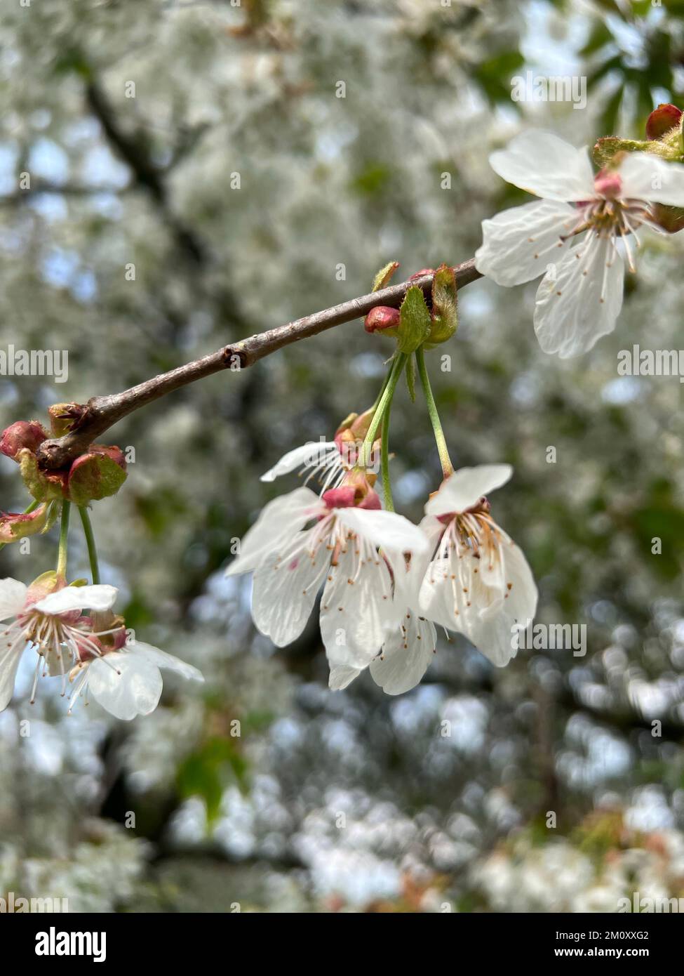 A vertical closeup shot of details on blooming white cherry blossom ...