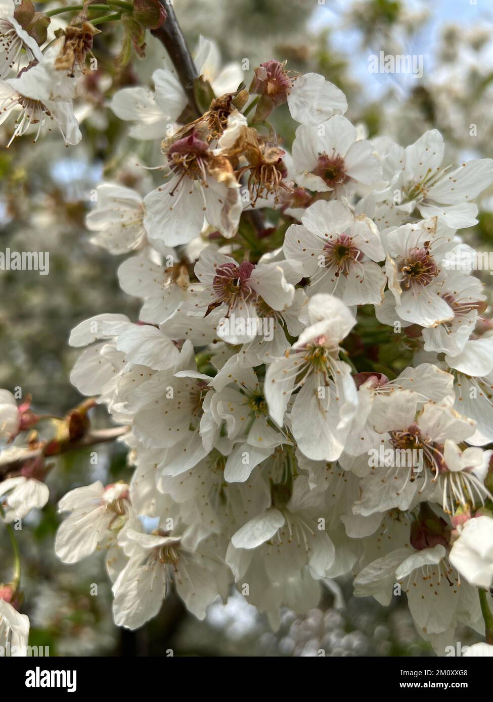 A vertical closeup shot of details on blooming white cherry blossom ...