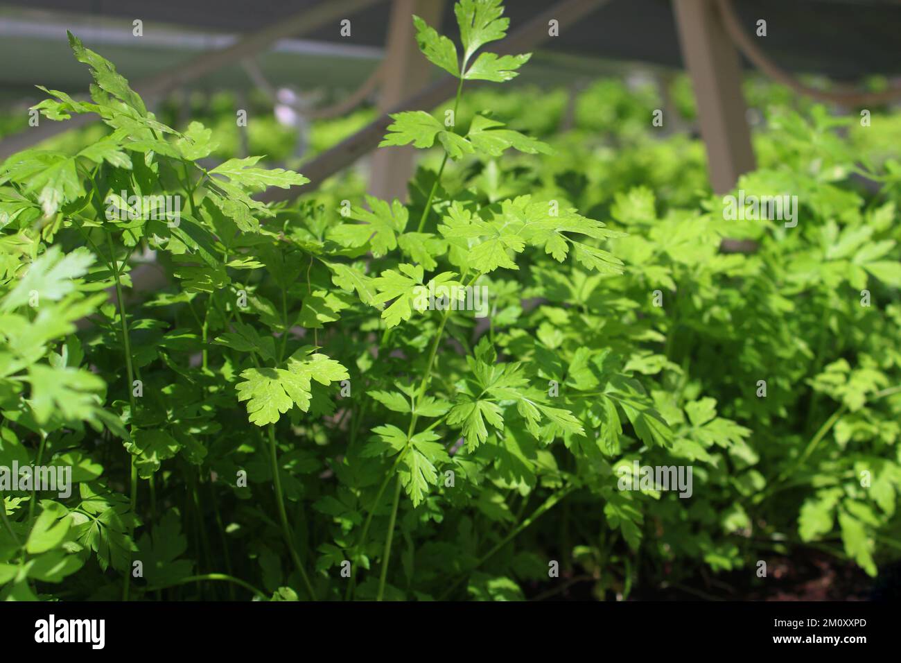 Parsley in Organic Farm house Stock Photo - Alamy
