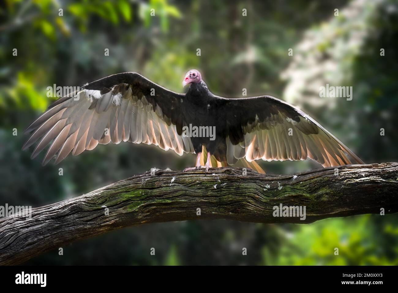 A majestic bald eagle perched on the tree branch in forest Stock Photo ...