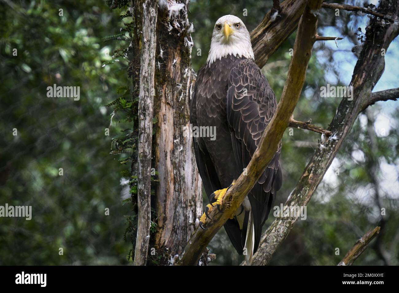A majestic bald eagle perched on the tree branch in forest Stock Photo ...