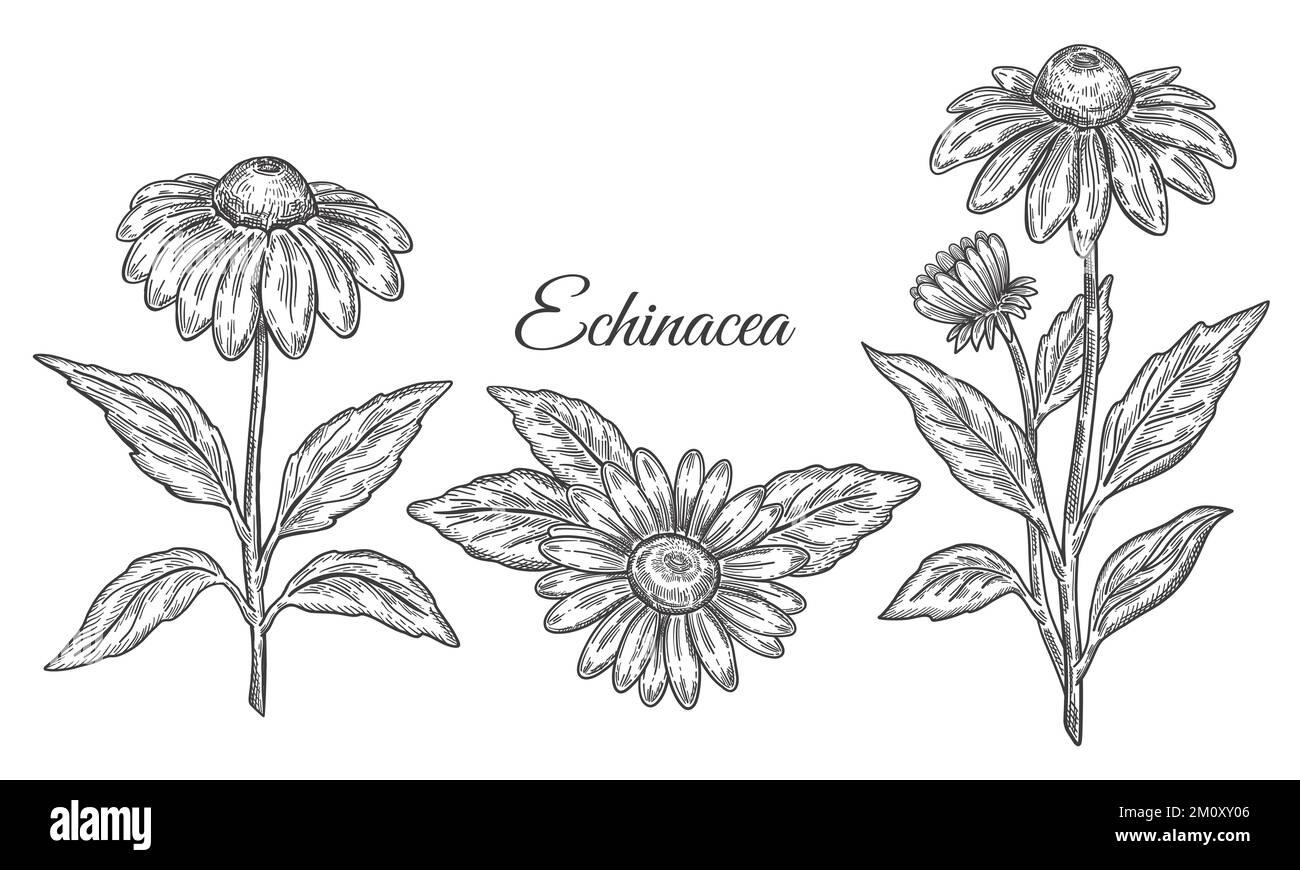 Echinacea purpurea flower medicinal plant with leaves botanical line ...