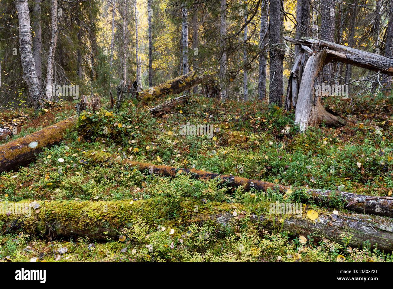 An autumnal old woodland with deadwood on forest floor in Oulanka ...