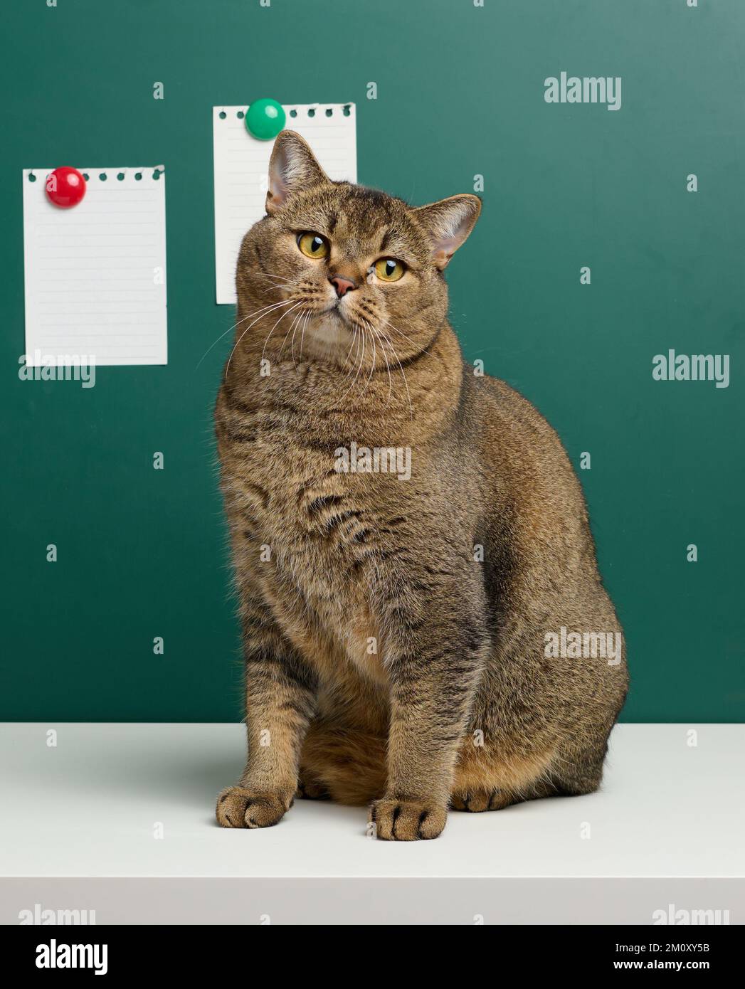 Adult straight-eared Scottish cat on the background of a green chalk ...