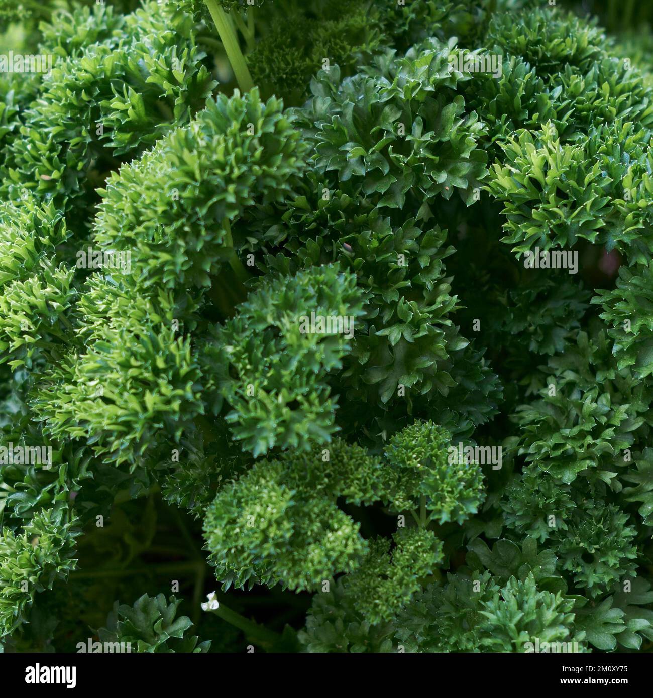 A beautiful closeup of Krause Petersilie for background and wallpaper ...