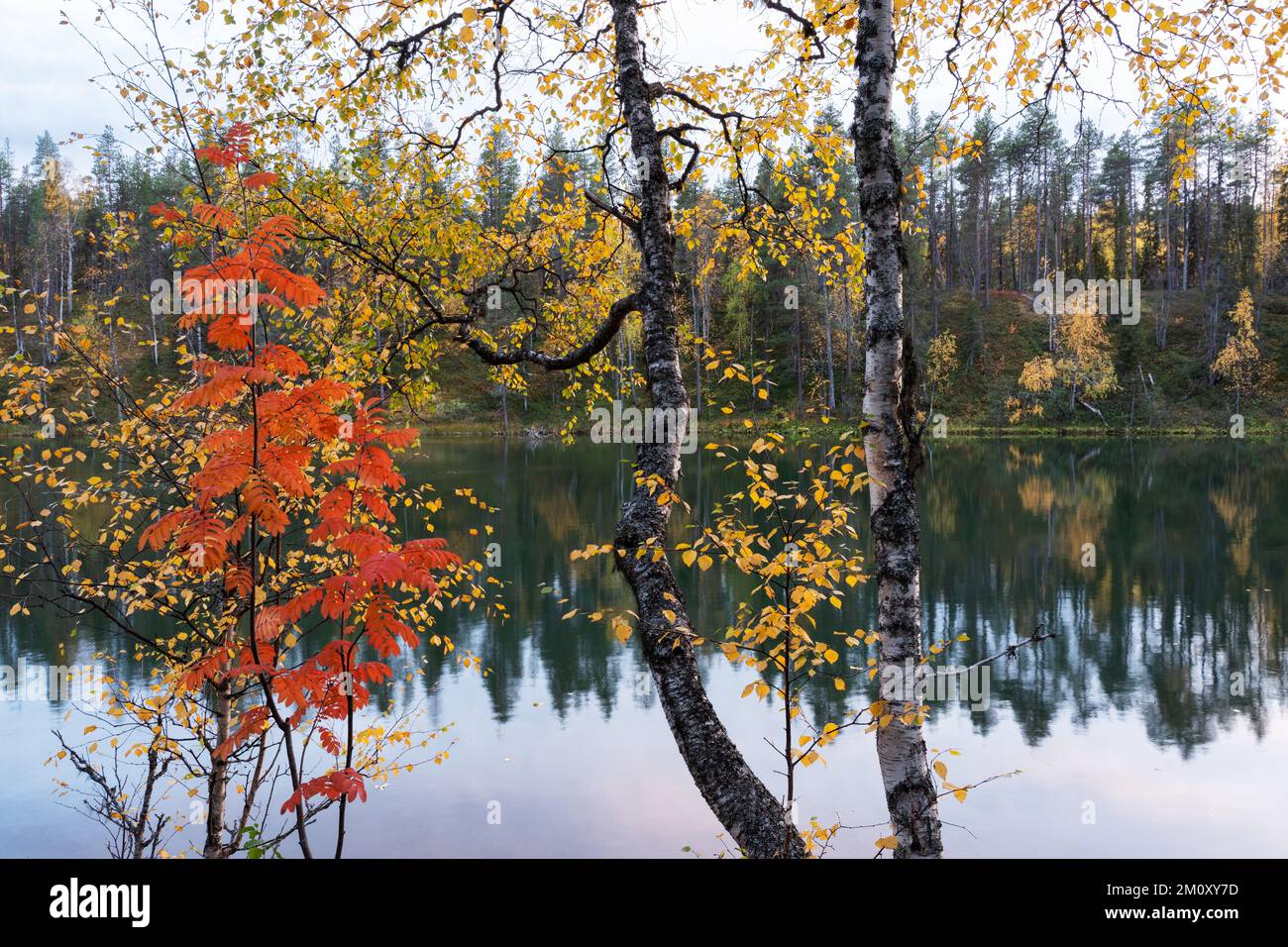 Colorful trees by a lake on an evening during a fall foliage in Oulanka ...