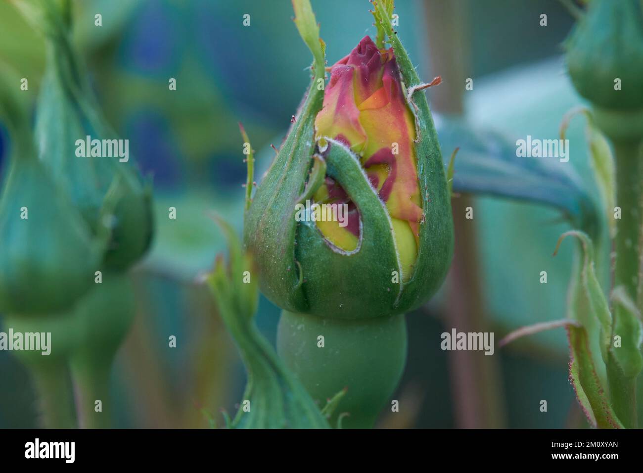 A closeup of a rose bud Stock Photo - Alamy