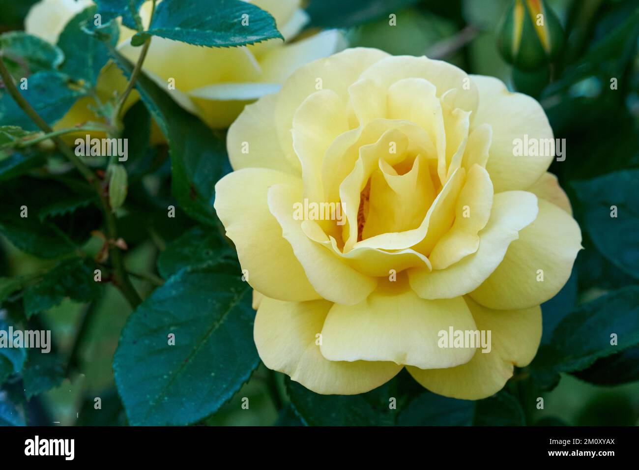 A closeup of a beautiful Rosa 'Arthur Bell' Stock Photo - Alamy