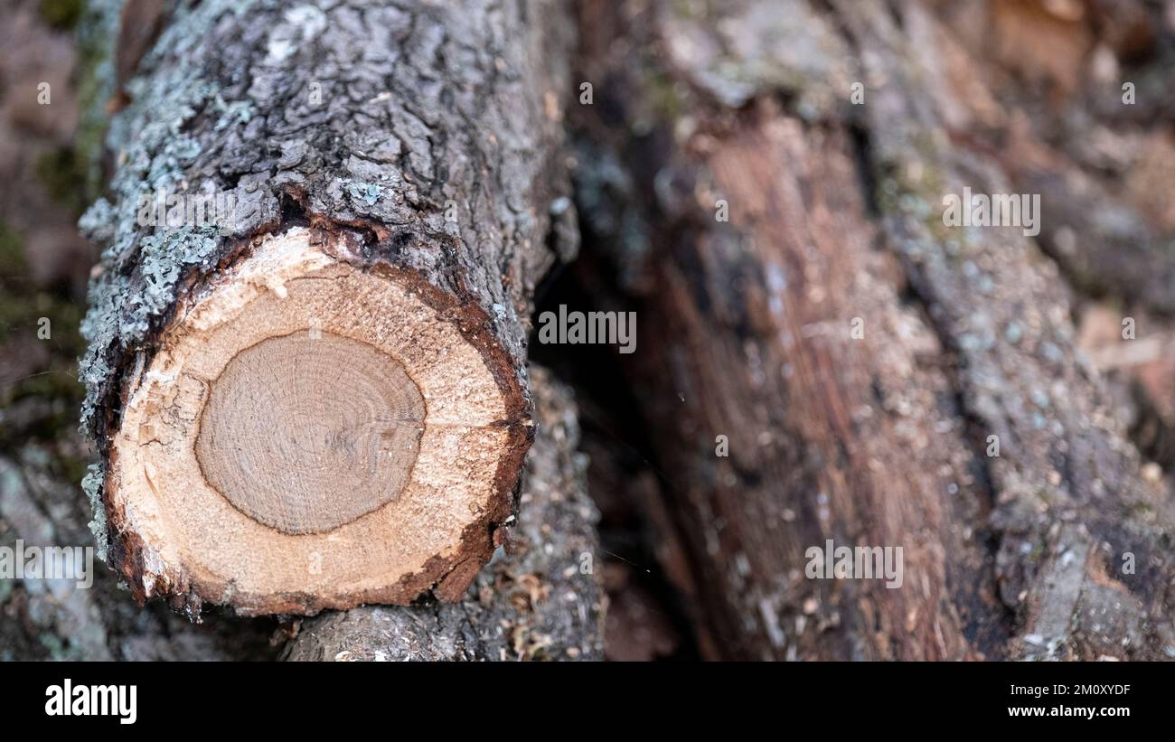 Cut trees, Preparations for winter in the forest, stumps lined up in ...