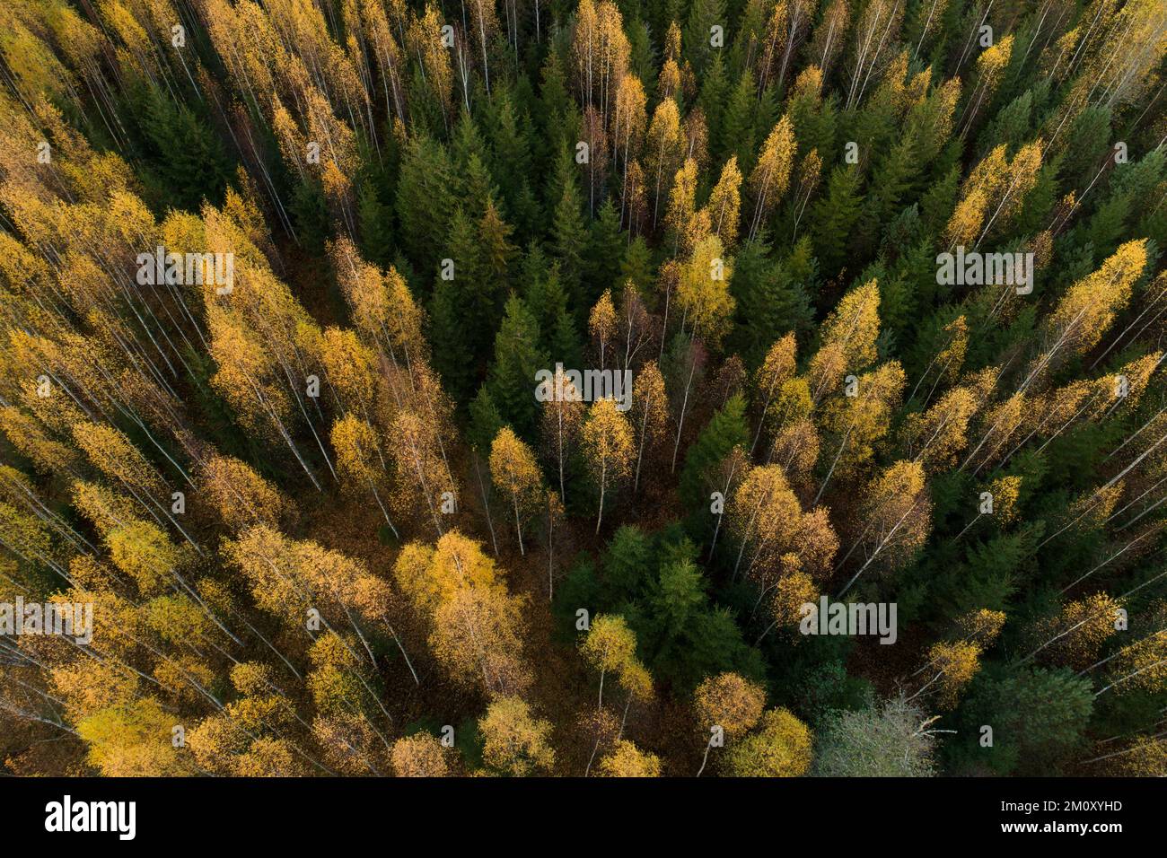 An aerial of a Birch and Spruce mixed forest during autumn foliage in ...