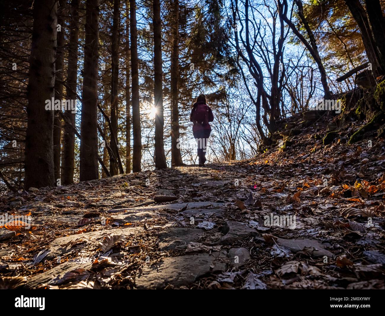 Alpine trail in a woodland in winter Stock Photo - Alamy