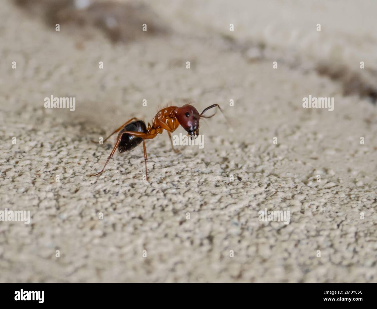 A Florida carpenter ant, Camponotus floridanus Stock Photo - Alamy