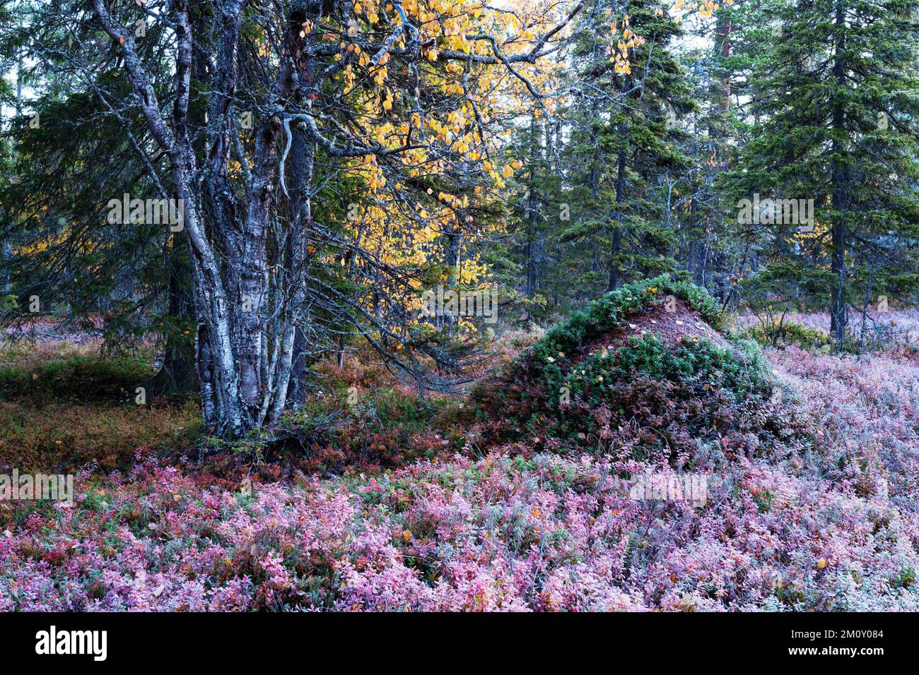 A crispy cold autumn morning in a forest with anthill in Salla National ...