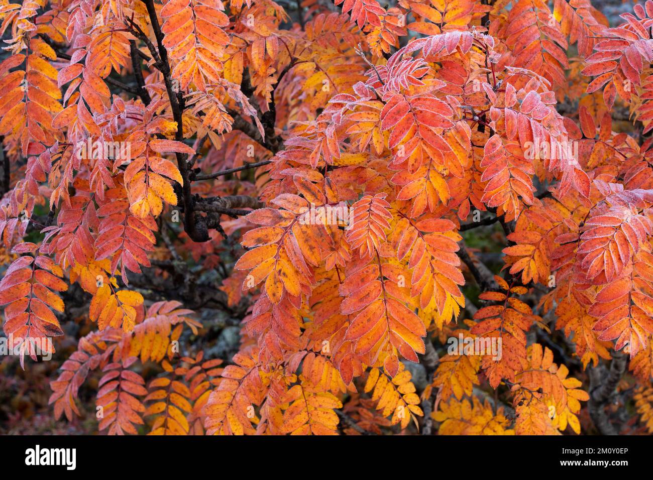 Stunning bright orange Rowan tree leaves during a cold morning on an ...