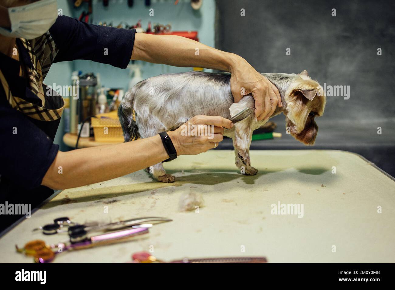 Show quality grooming hi-res stock photography and images - Alamy