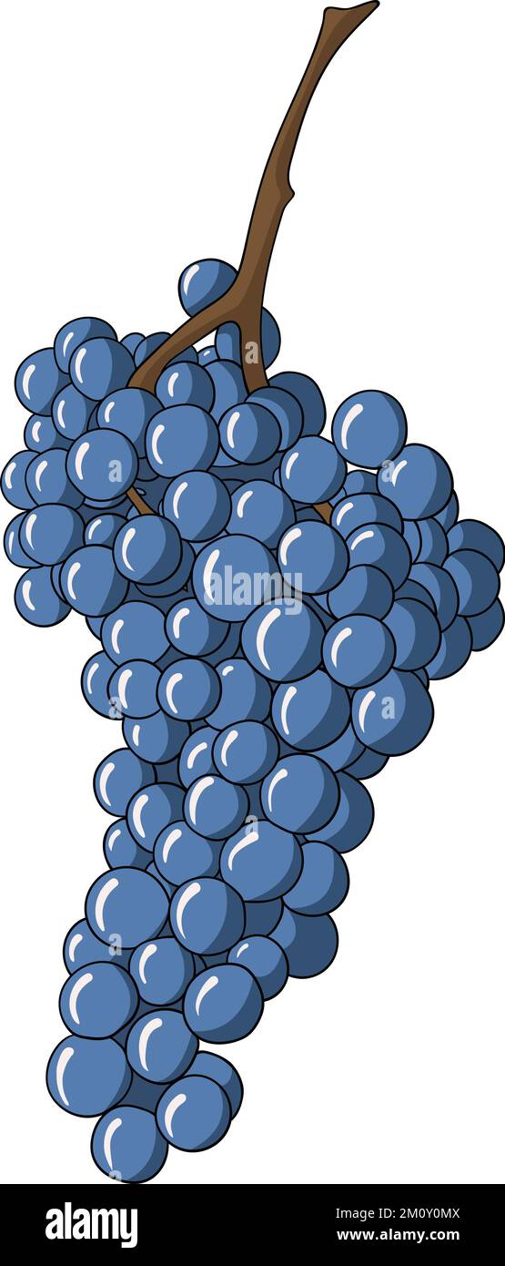 Blue grapes isolated on white vector illustration Stock Vector Image ...