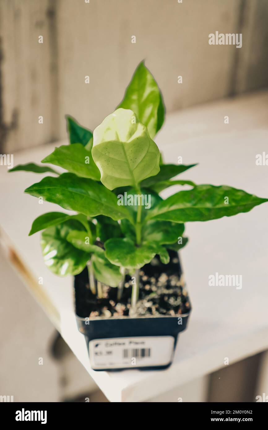 Coffee Plant in small pot Stock Photo - Alamy
