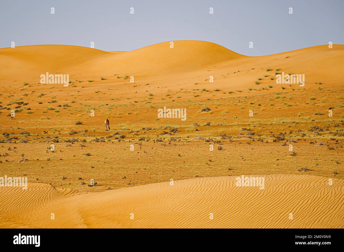 Amazing desert views in Oman Stock Photo - Alamy