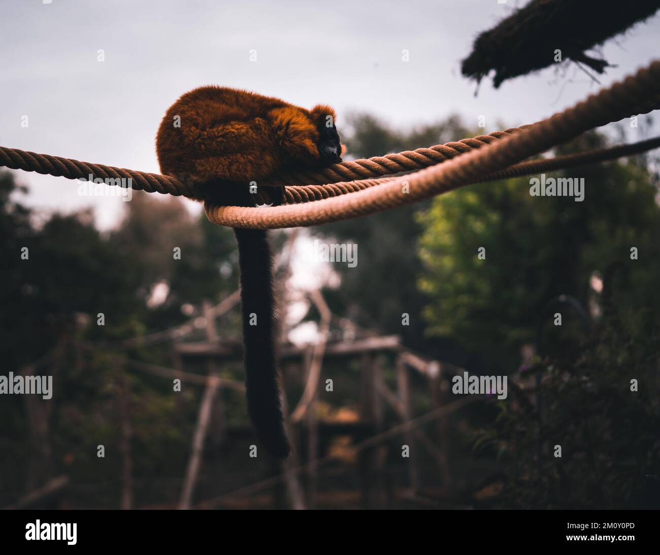 A closeup of a brown lemur climbing the rope Stock Photo - Alamy